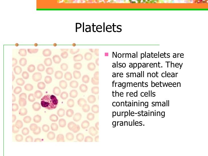 2. blood cells morphology