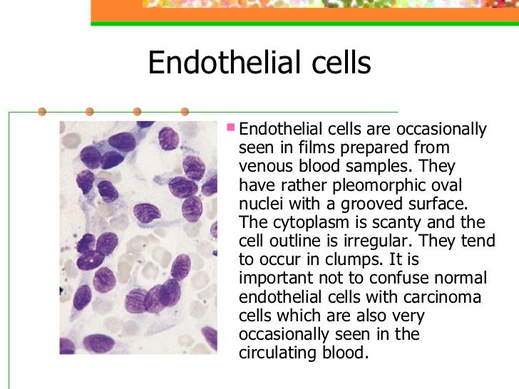 2. blood cells morphology