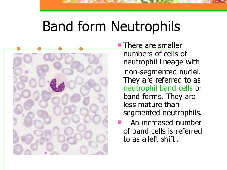 2. blood cells morphology
