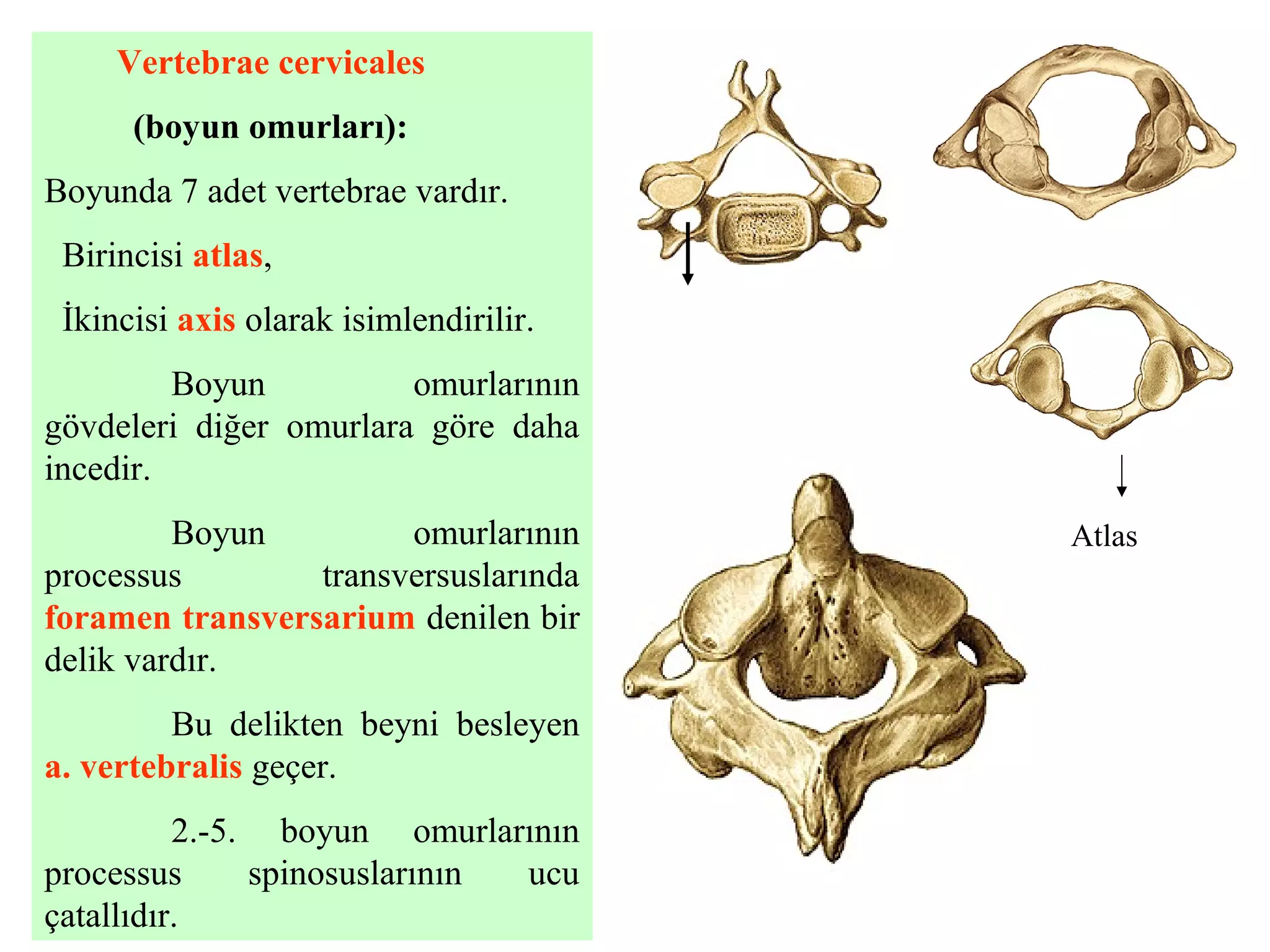 Anatomi Omurlar | PPT