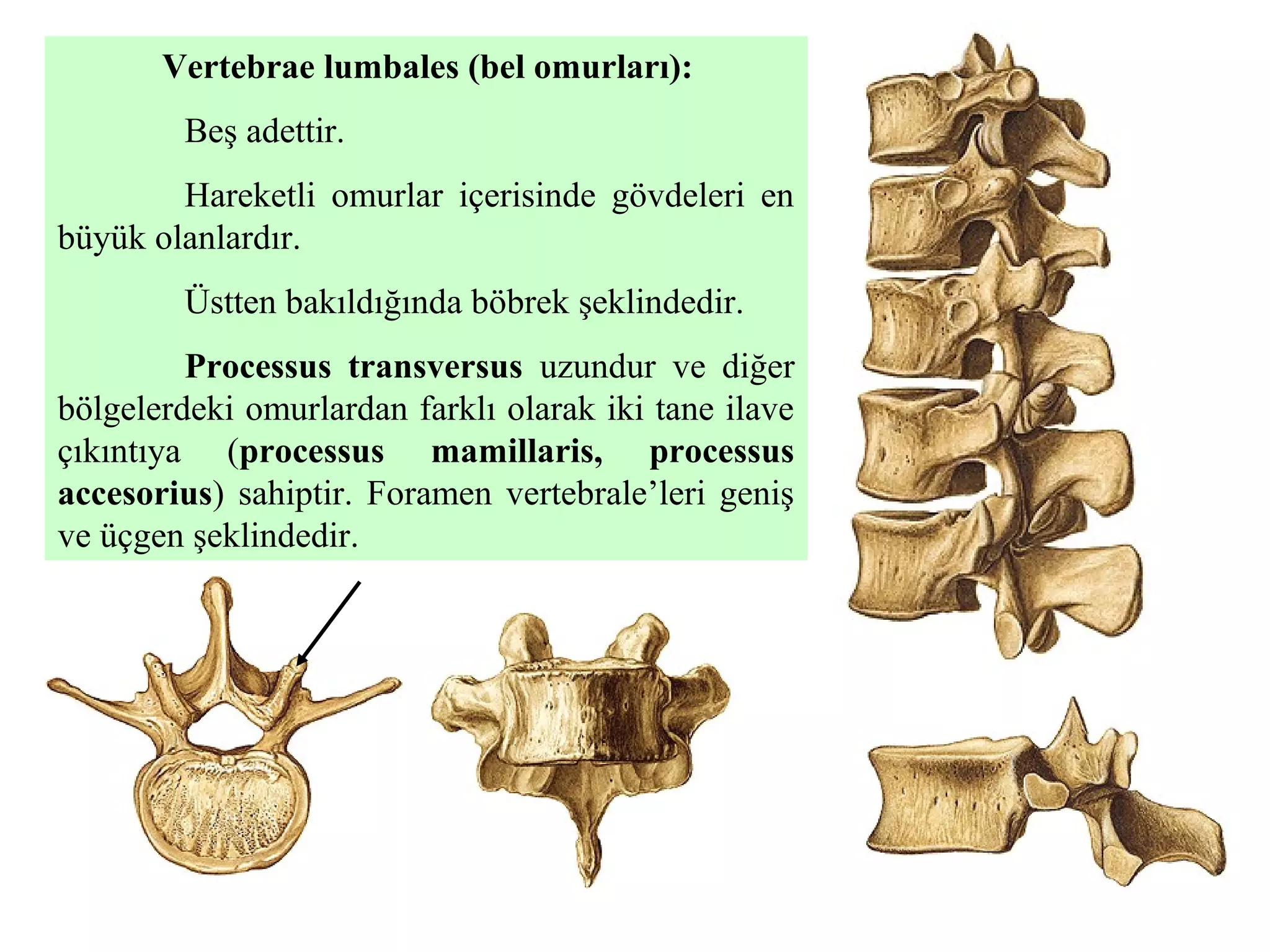 Anatomi Omurlar | PPT