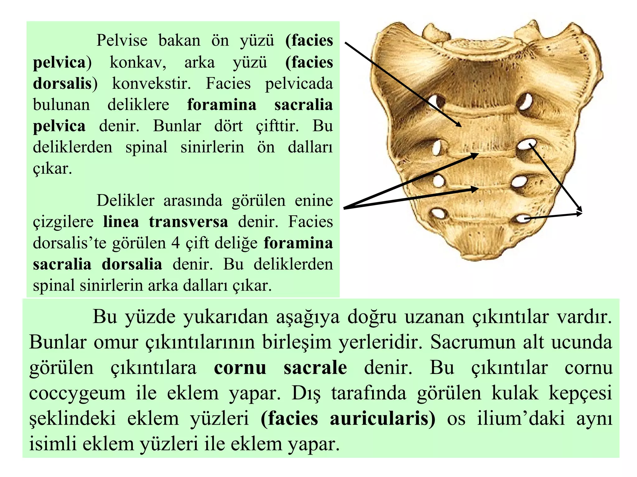 Anatomi Omurlar | PPT