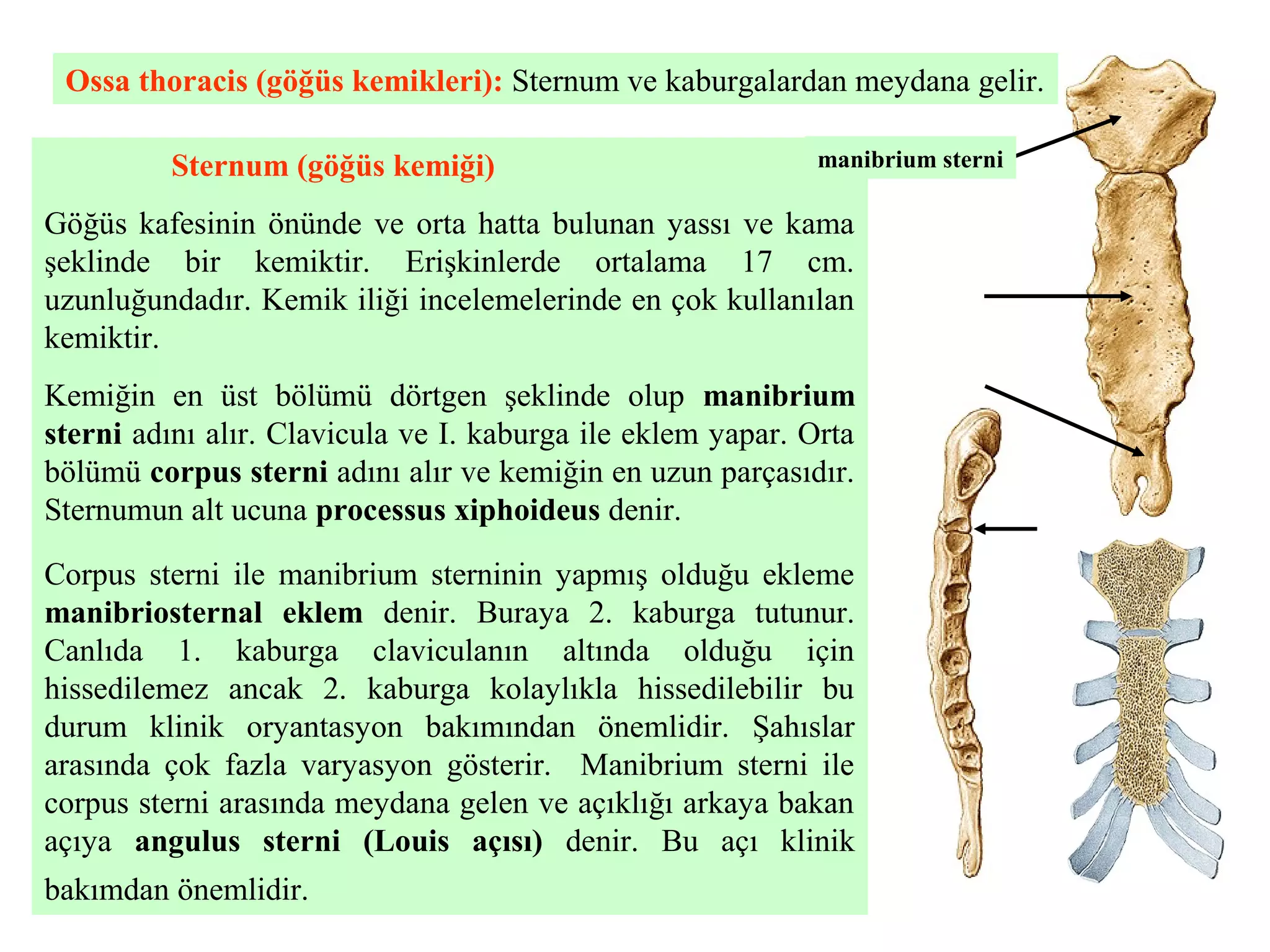 Anatomi Omurlar | PPT