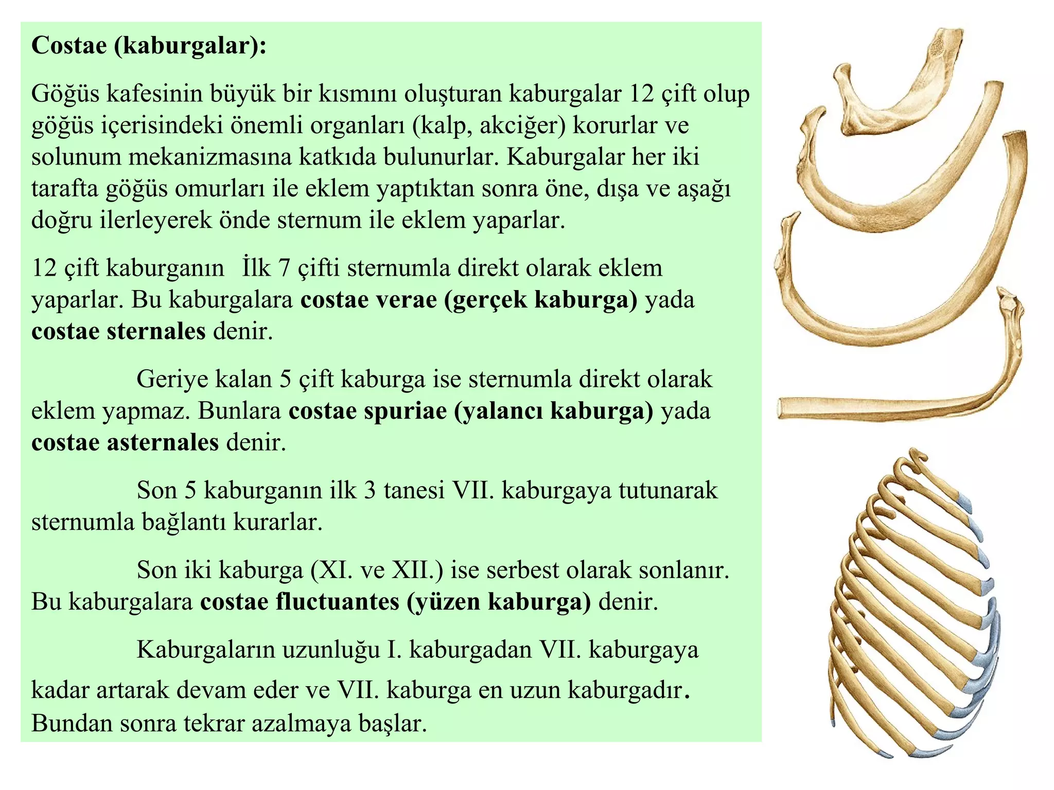 Anatomi Omurlar | PPT