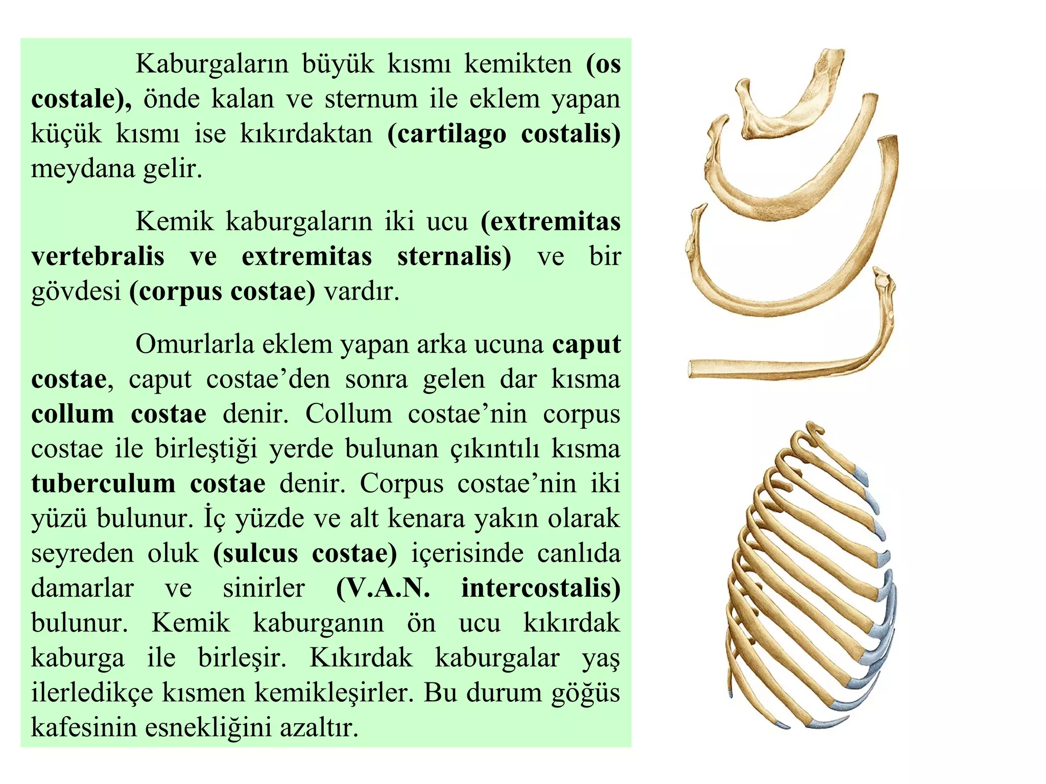 Anatomi Omurlar | PPT