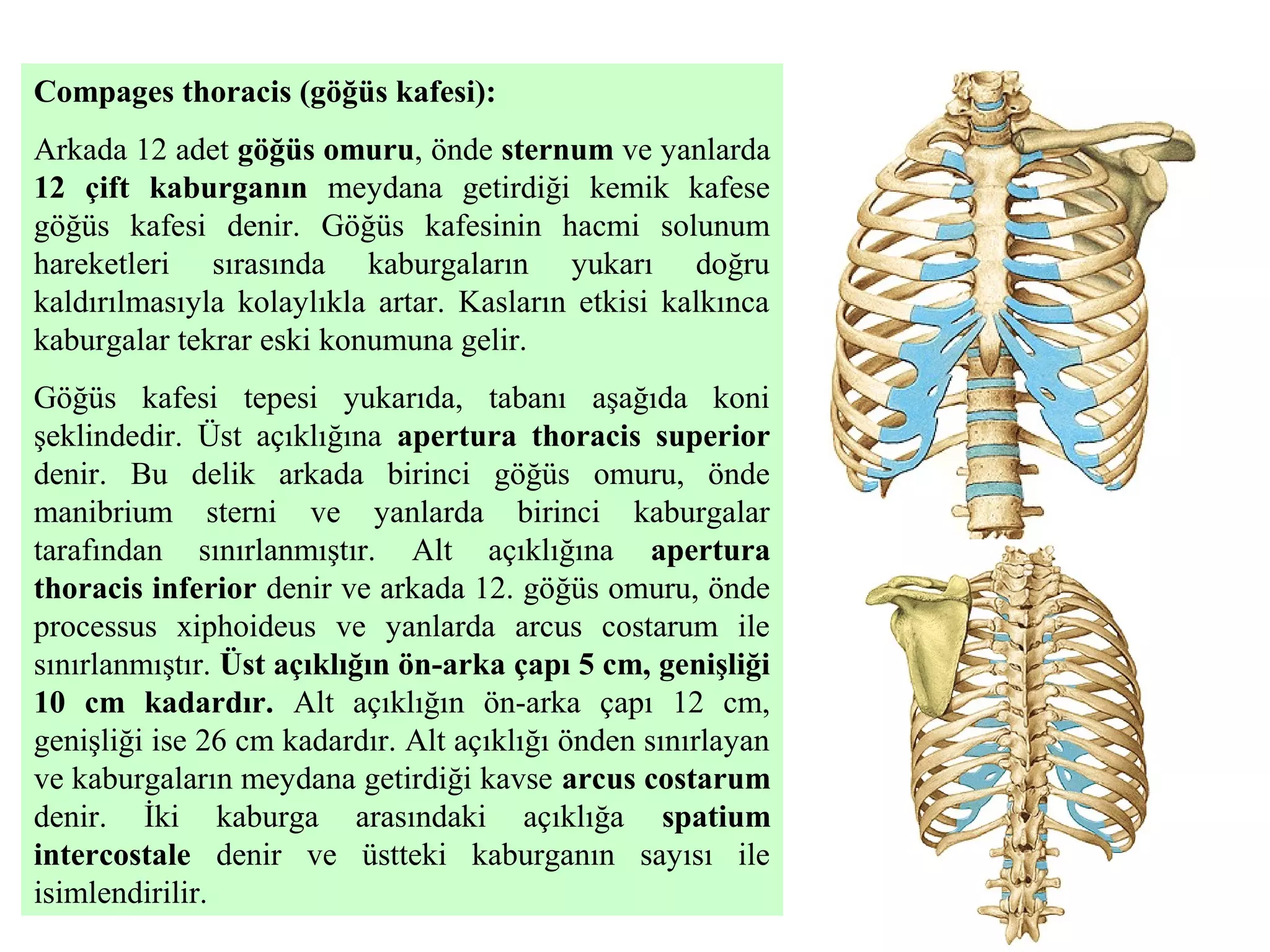 Anatomi Omurlar | PPT