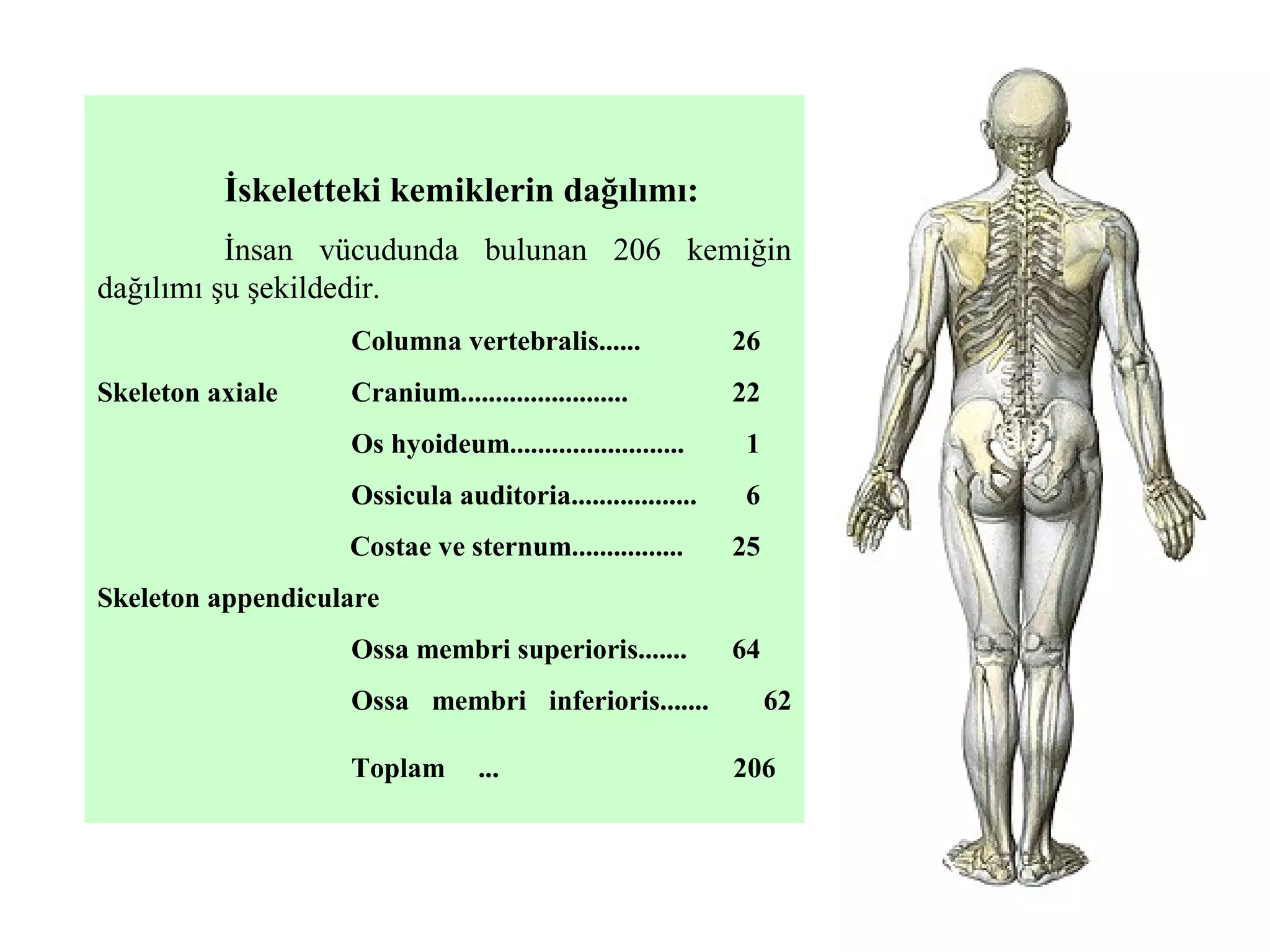 Anatomi Omurlar | PPT