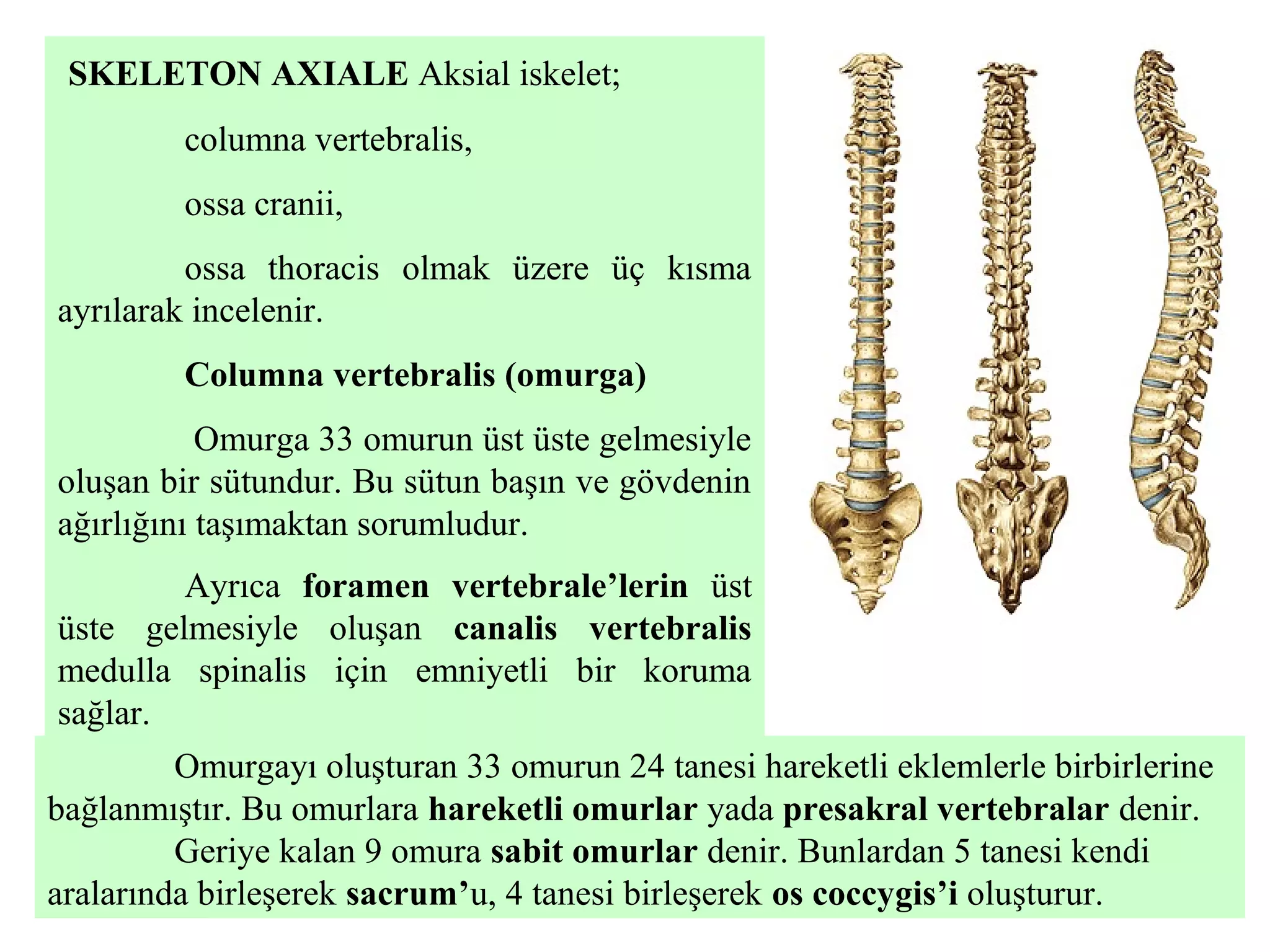 Anatomi Omurlar | PPT