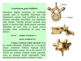 Anatomi Omurlar | PPT