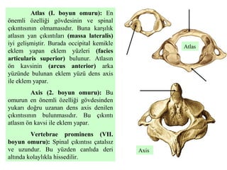 Anatomi Omurlar | PPT