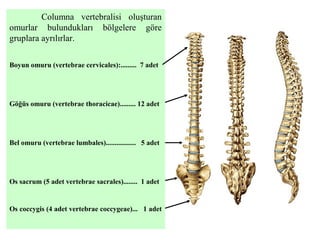 Anatomi Omurlar | PPT