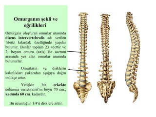 Anatomi Omurlar | PPT