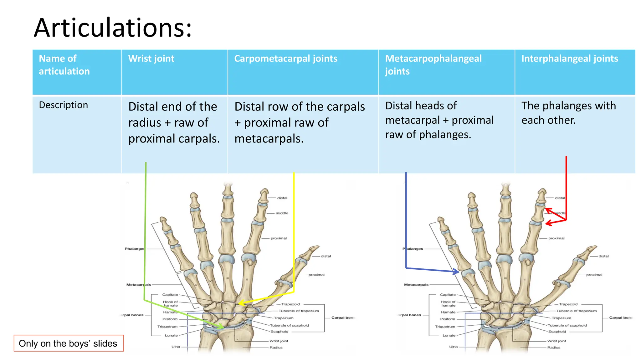 2-Bones of the upper limb................. | PDF