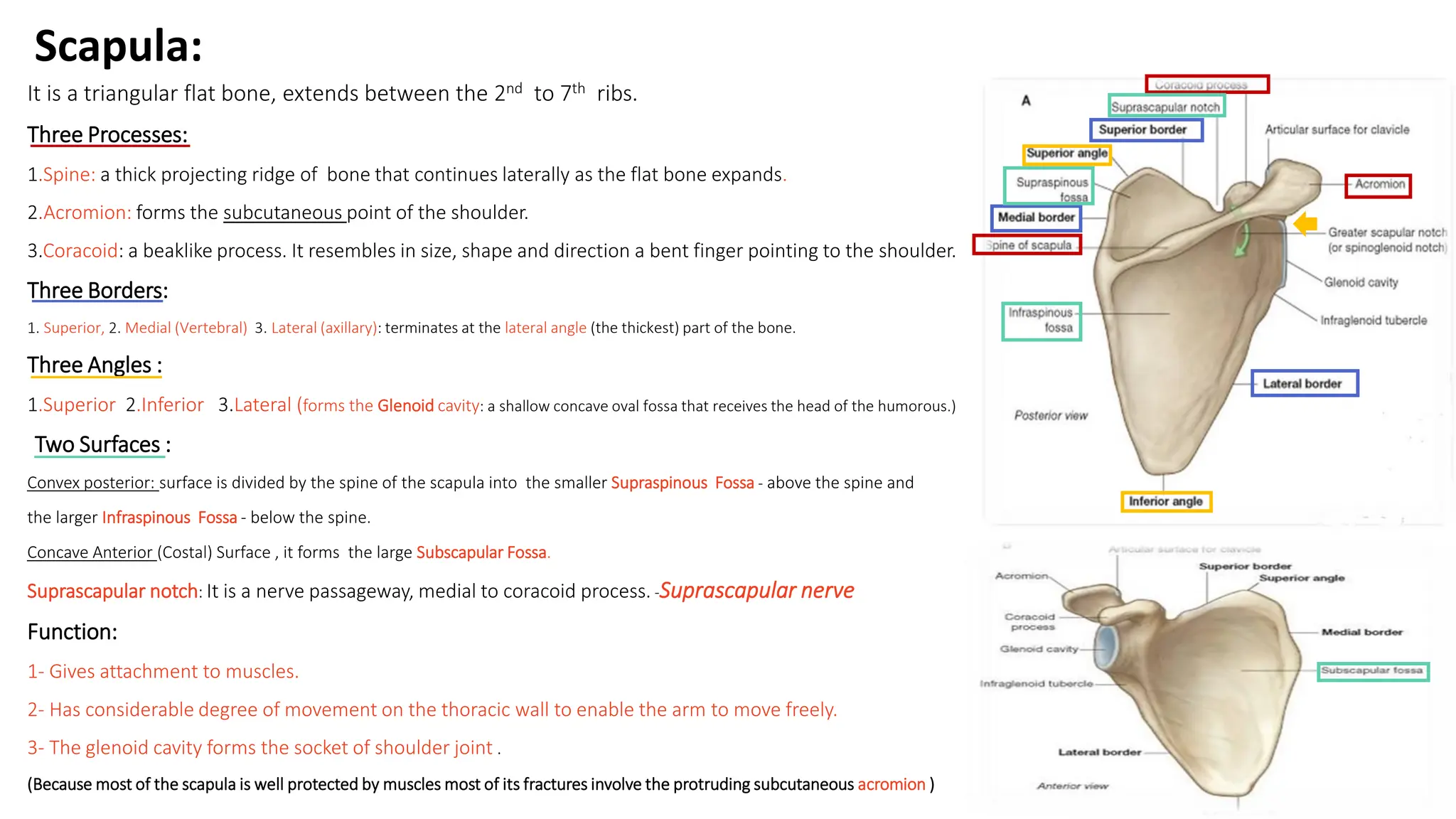 2-Bones of the upper limb................. | PDF
