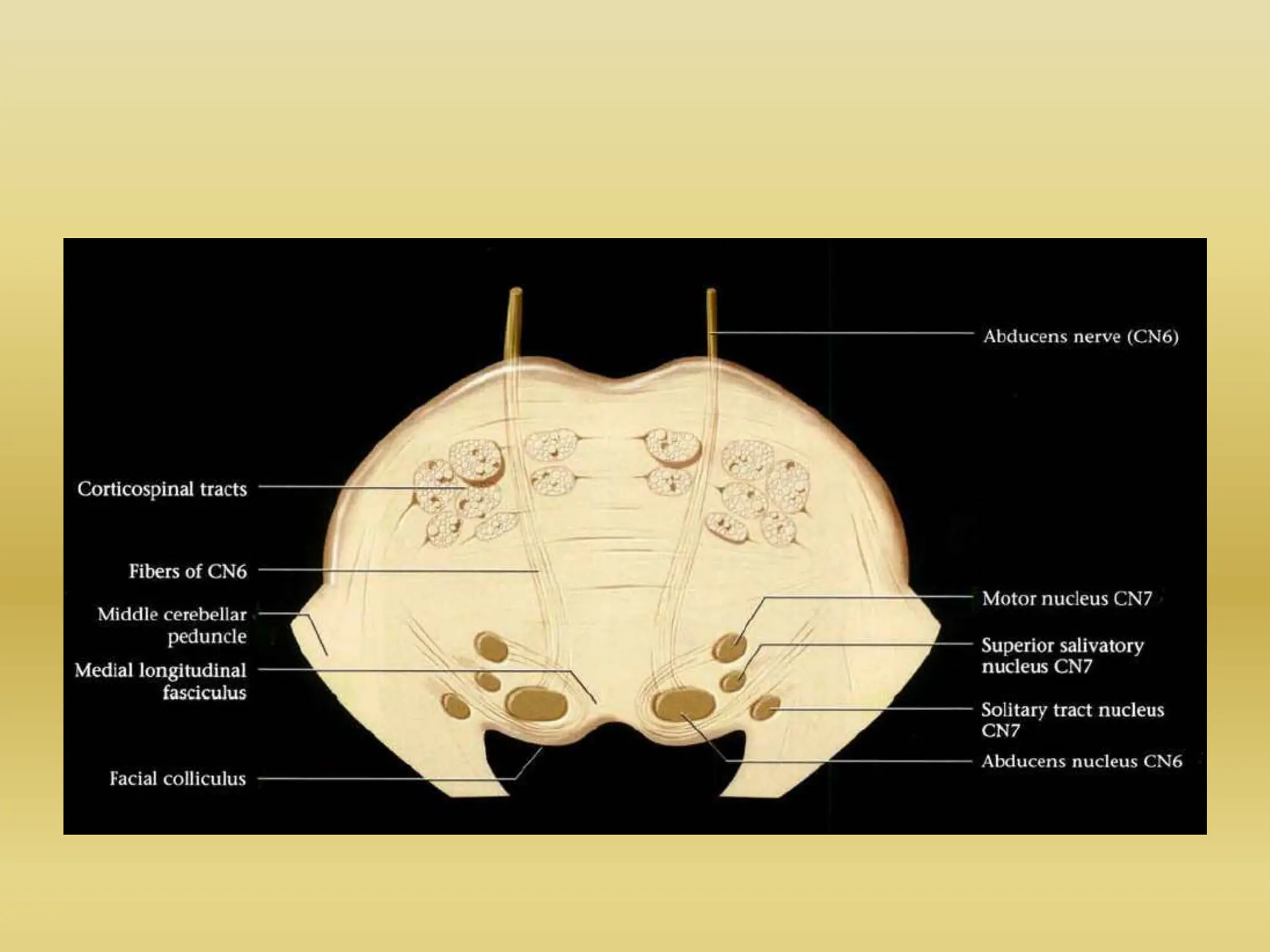 brainstem cerebellum cranial nerves forr | PPT