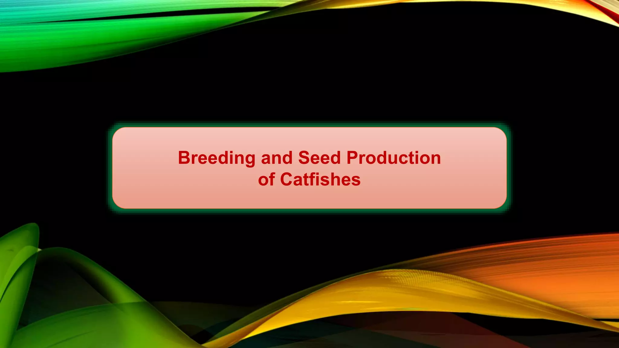 BREEDING AND SEED PRODUCTION OF CATFISH | PPTX