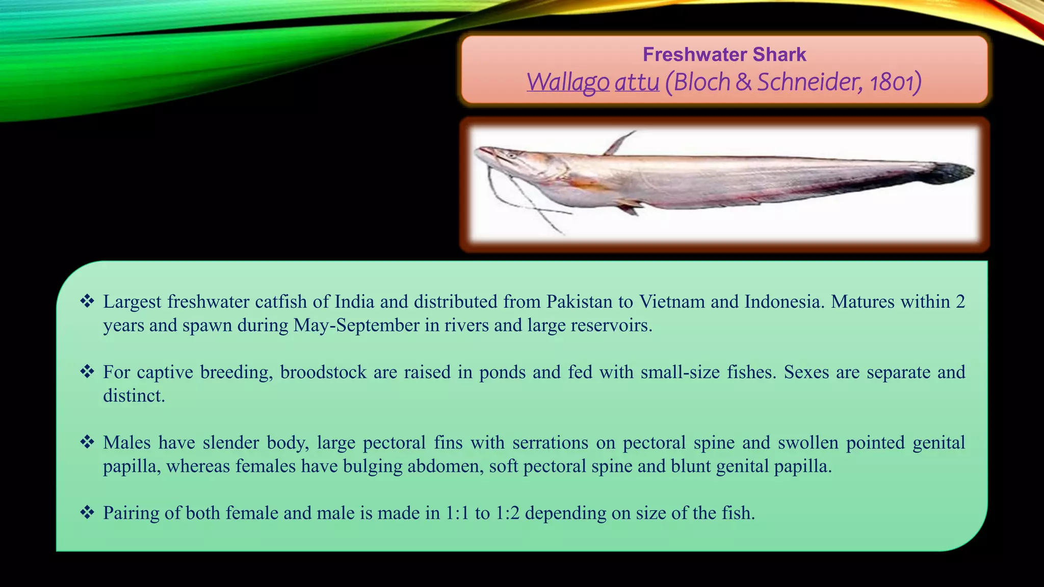 BREEDING AND SEED PRODUCTION OF CATFISH | PPTX