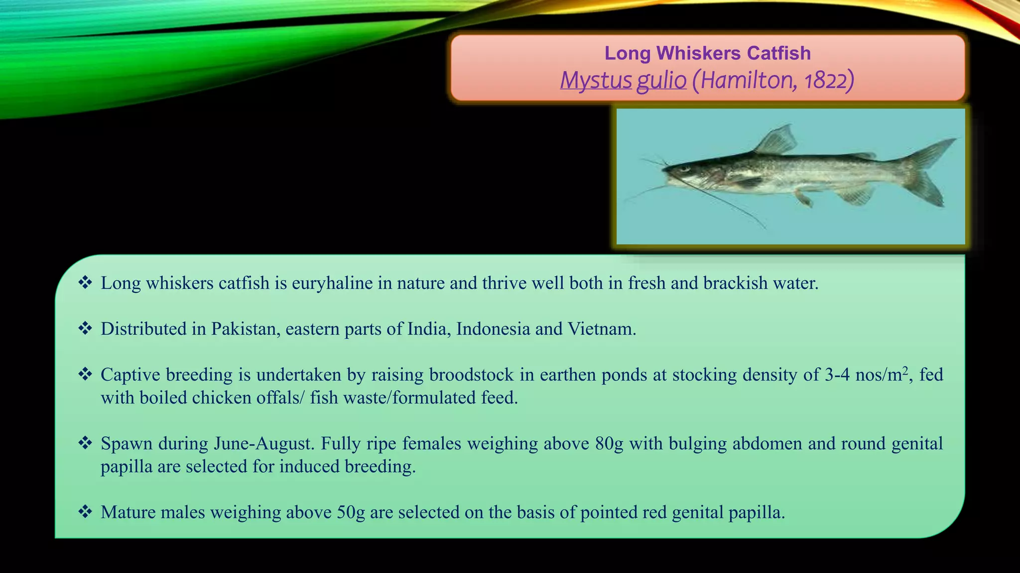 BREEDING AND SEED PRODUCTION OF CATFISH | PPTX