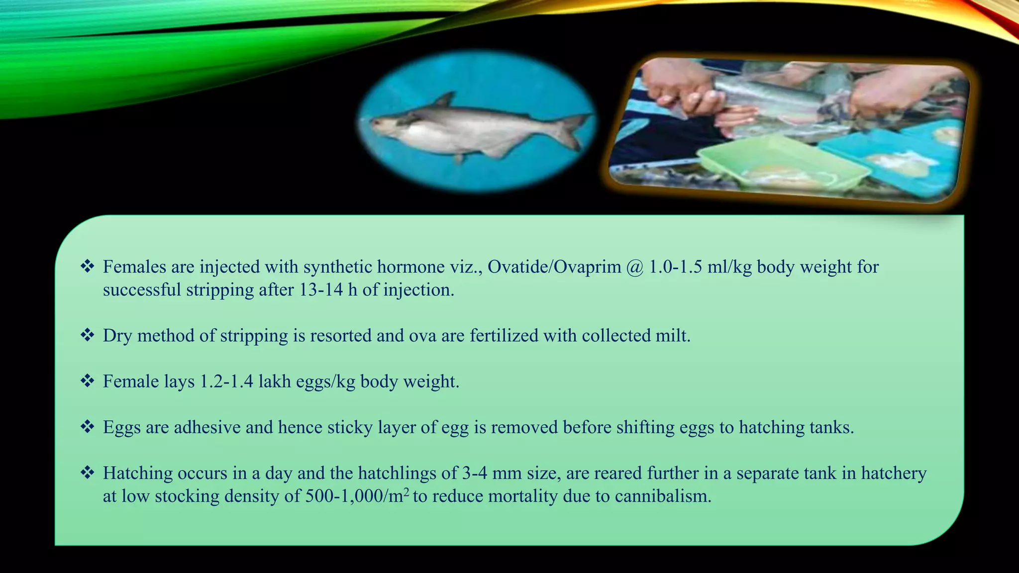 BREEDING AND SEED PRODUCTION OF CATFISH | PPTX