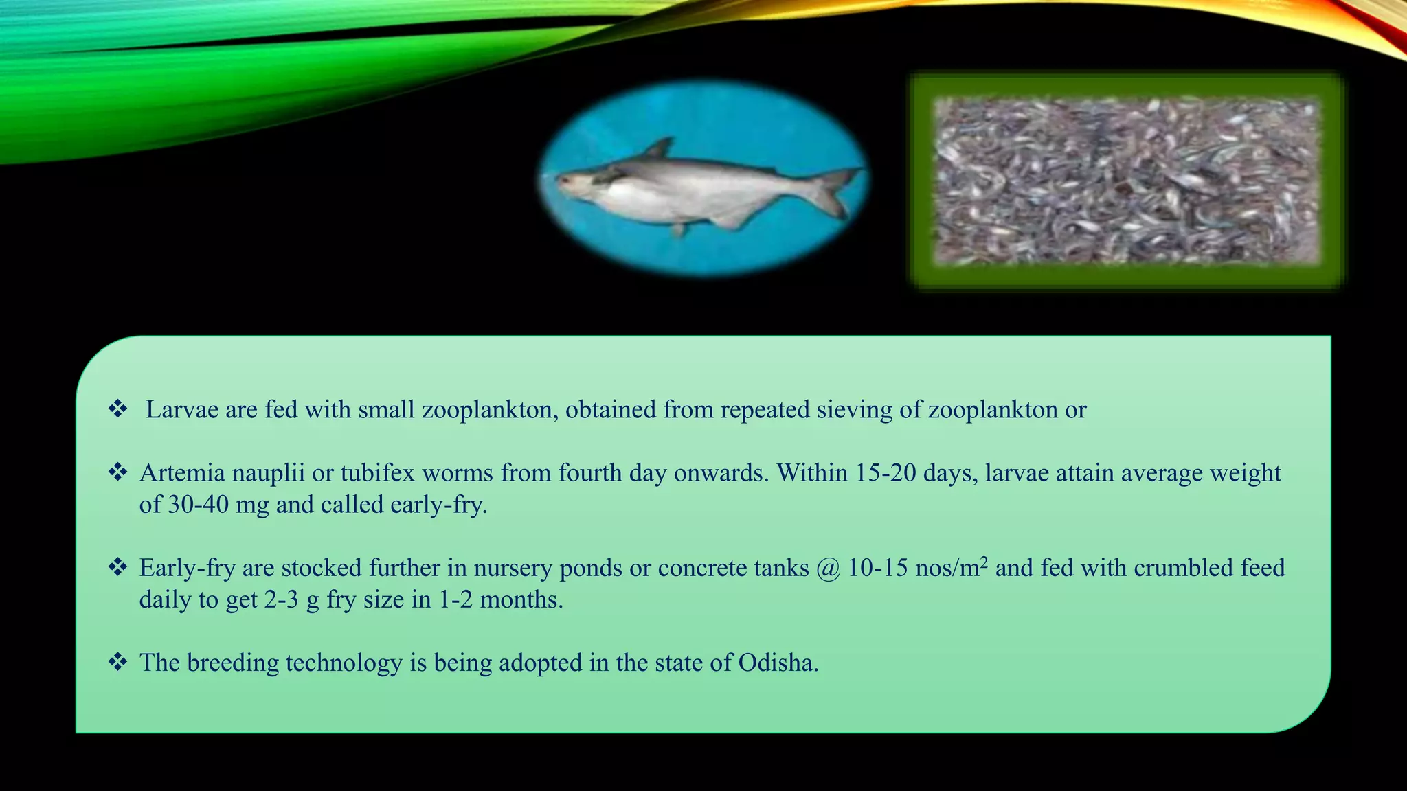 BREEDING AND SEED PRODUCTION OF CATFISH | PPTX