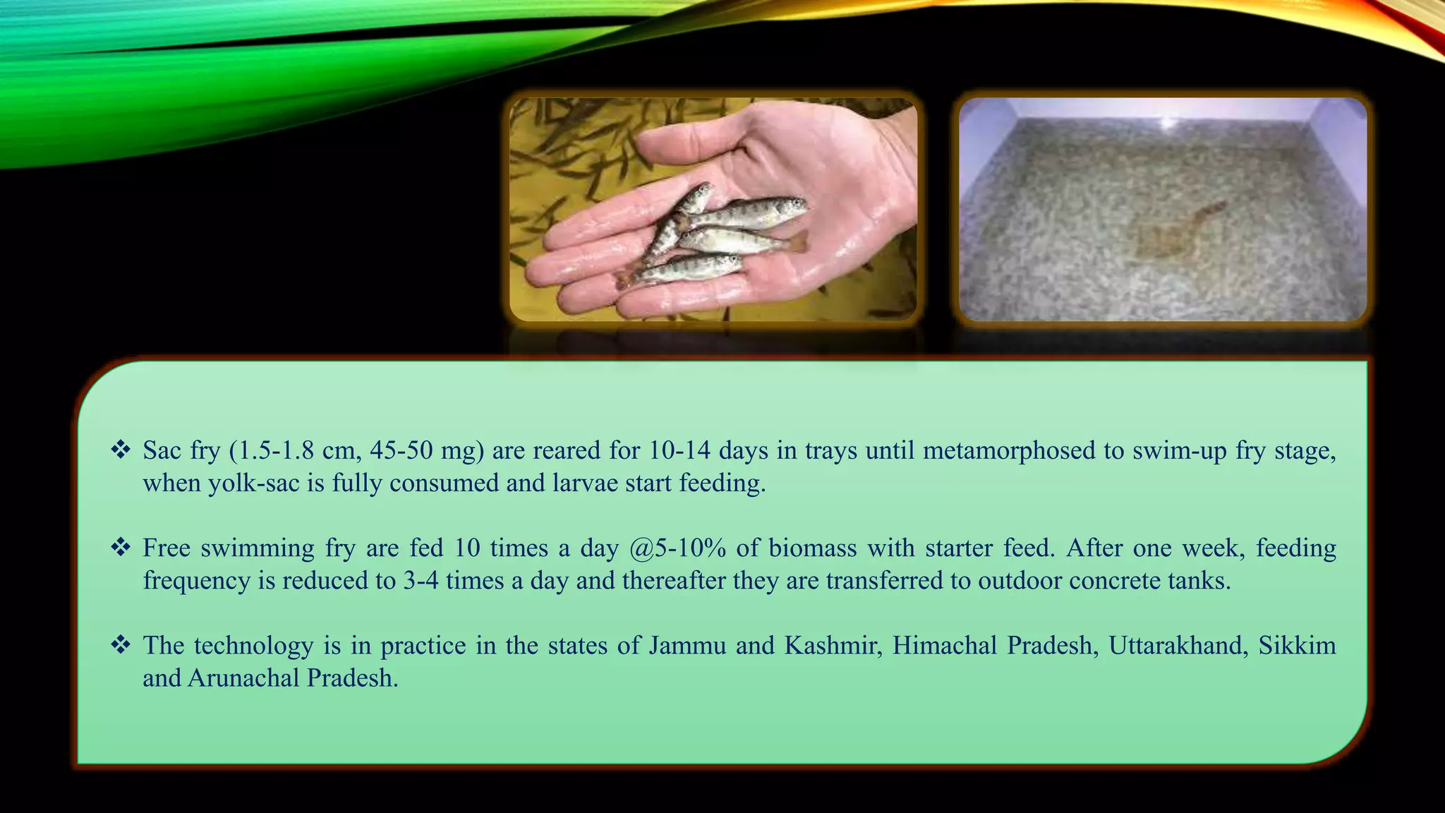 BREEDING AND SEED PRODUCTION OF CATFISH | PPTX