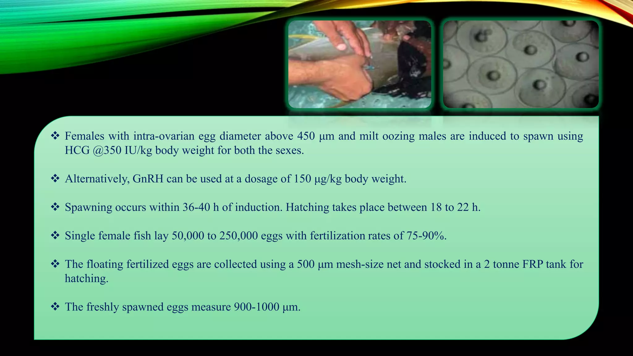 BREEDING AND SEED PRODUCTION OF CATFISH | PPTX