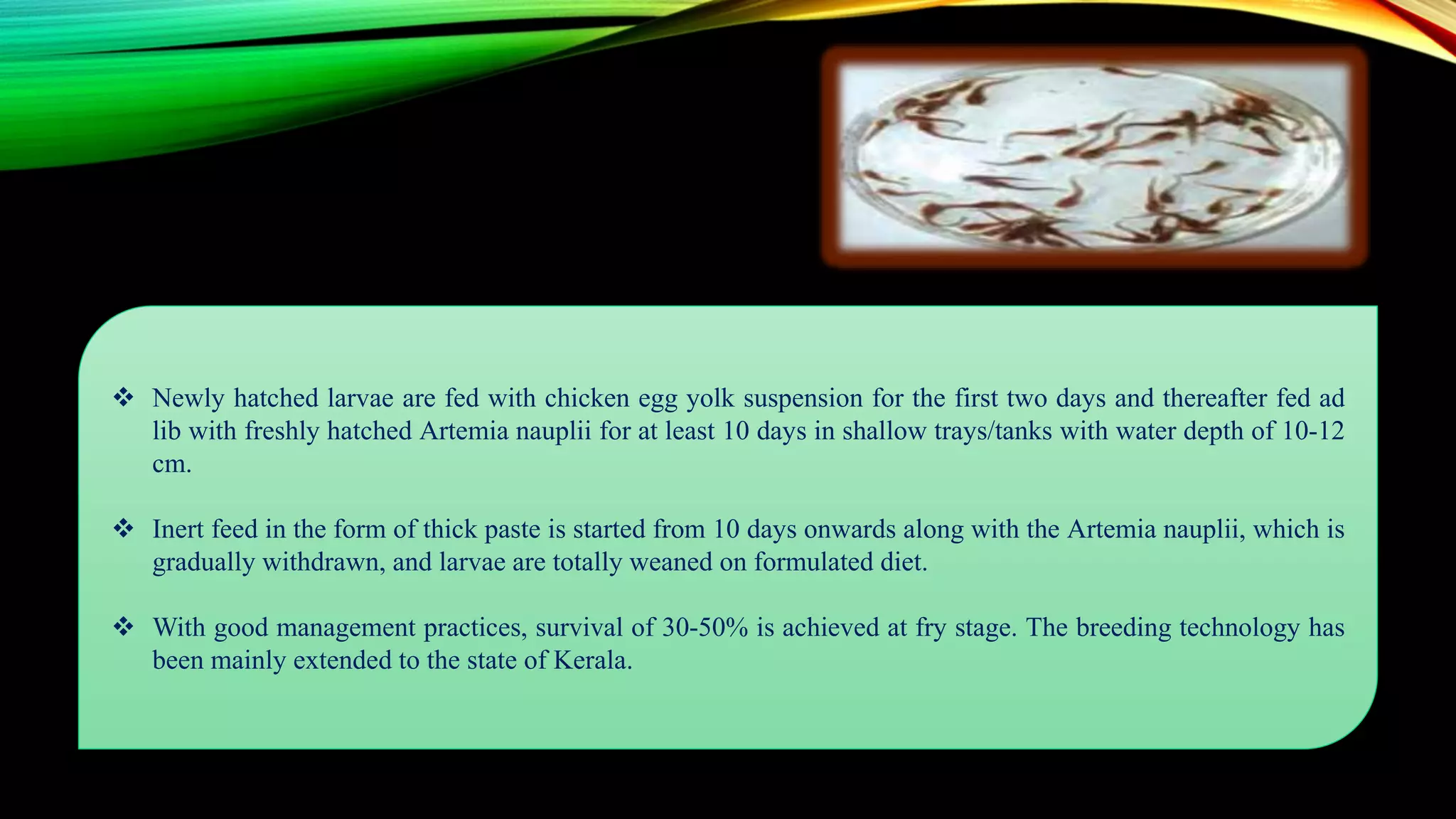 BREEDING AND SEED PRODUCTION OF CATFISH | PPTX