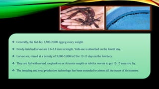 BREEDING AND SEED PRODUCTION OF CATFISH | PPTX