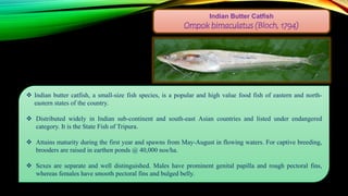 BREEDING AND SEED PRODUCTION OF CATFISH | PPTX