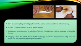 BREEDING AND SEED PRODUCTION OF CATFISH | PPTX