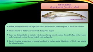 BREEDING AND SEED PRODUCTION OF CATFISH | PPTX