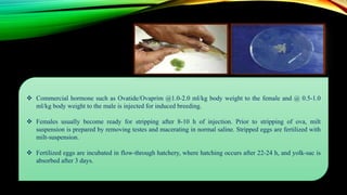 BREEDING AND SEED PRODUCTION OF CATFISH | PPTX