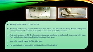 BREEDING AND SEED PRODUCTION OF CATFISH | PPTX