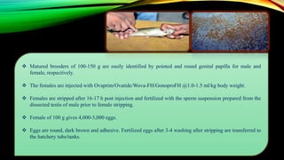 BREEDING AND SEED PRODUCTION OF CATFISH | PPTX