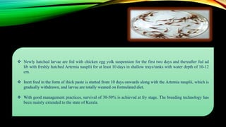 BREEDING AND SEED PRODUCTION OF CATFISH | PPTX