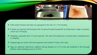 BREEDING AND SEED PRODUCTION OF CATFISH | PPTX