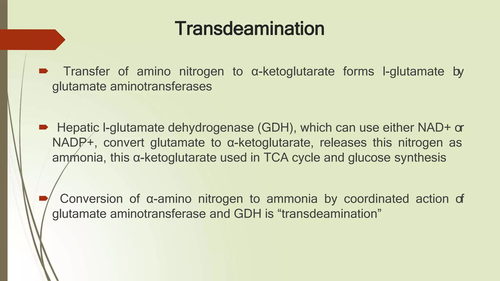 Amino Acid Oxidation | PPTX
