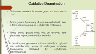 Amino Acid Oxidation | PPTX