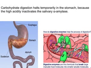 Carbohydrate.ppt