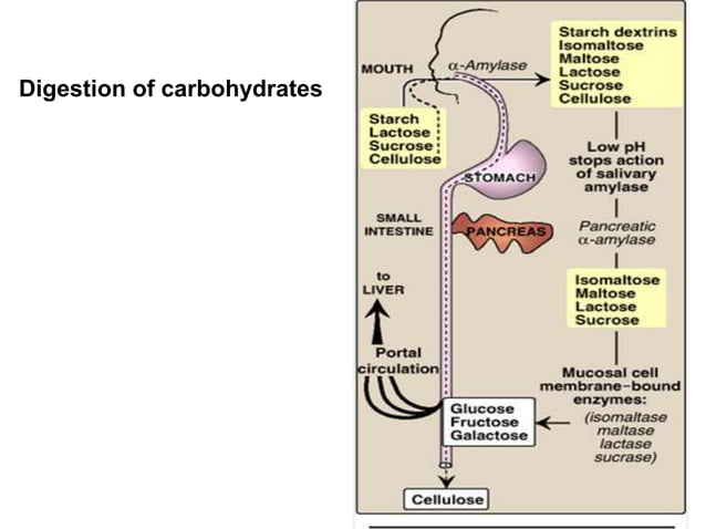Carbohydrate.ppt