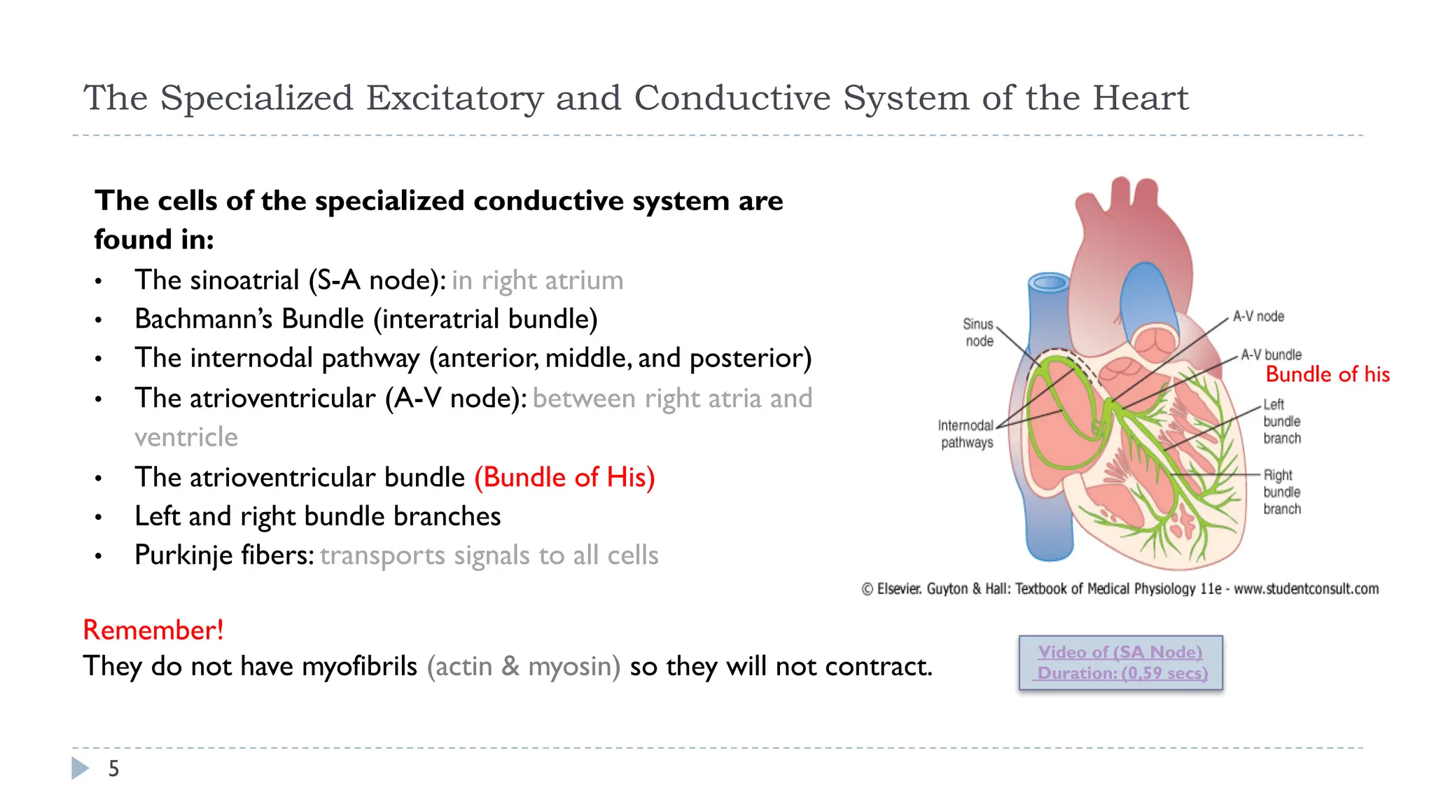 Cardiac Electrical Activity from CV block lecture | PDF