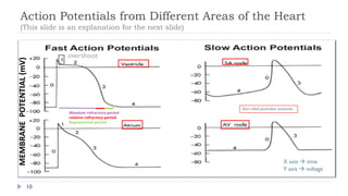 Cardiac Electrical Activity from CV block lecture | PPT