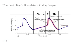 Cardiac Electrical Activity from CV block lecture | PPT