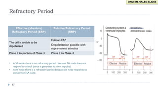 Cardiac Electrical Activity from CV block lecture | PPT