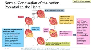 Cardiac Electrical Activity from CV block lecture | PPT