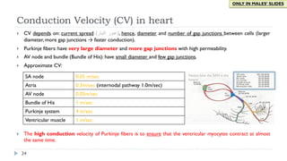 Cardiac Electrical Activity from CV block lecture | PDF