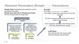 Cardiac Electrical Activity from CV block lecture | PPT