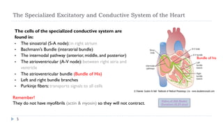 Cardiac Electrical Activity from CV block lecture | PPT