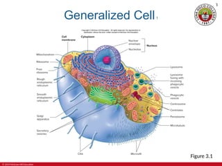 2-Cell-Structures-and-Their-Functions-Powerpoint.ppt