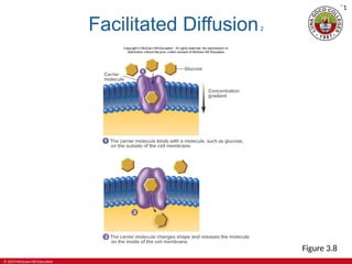 2-Cell-Structures-and-Their-Functions-Powerpoint.ppt
